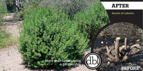 The Rejuvenating Art of Plant Cutbacks: Ensuring Longevity and Beauty ...